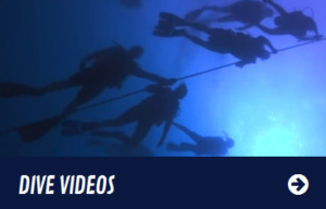 Conch Republic Divers | Scuba Diving In The Florida Keys